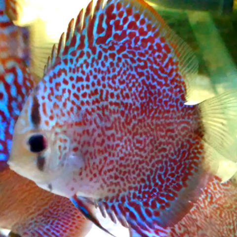 Comprá online productos en Acuario Atlántida