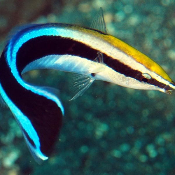 labroides dimidiatus