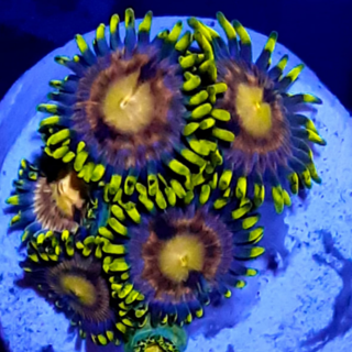 Acuario Atlántida