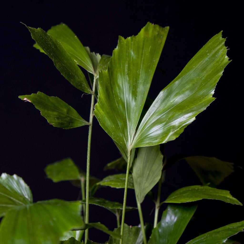 Caryota sp. "Fishtail Palm" - Comprar en Plantas Kolog