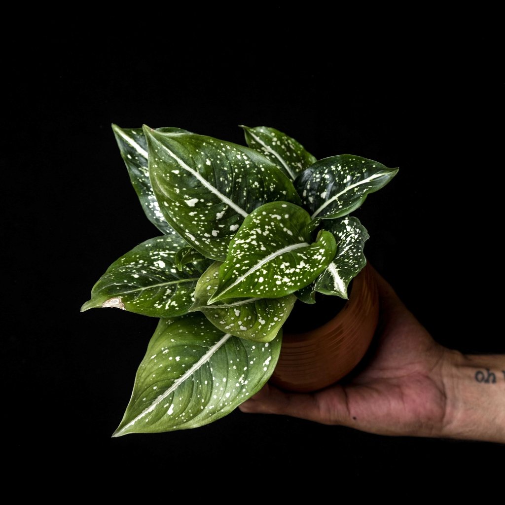 Aglaonema Costatum Semi-Hydro - Plantas Kolog