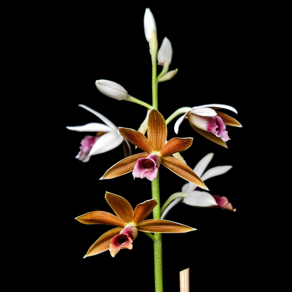 Phaius Tankervilleae en Flor!