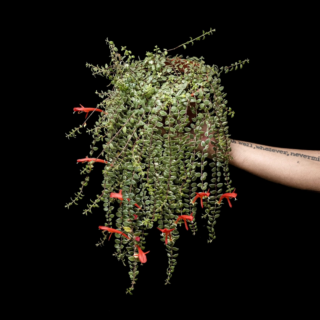 Columnea microphylla variegata - Mediana