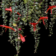 Columnea microphylla variegata - Mediana