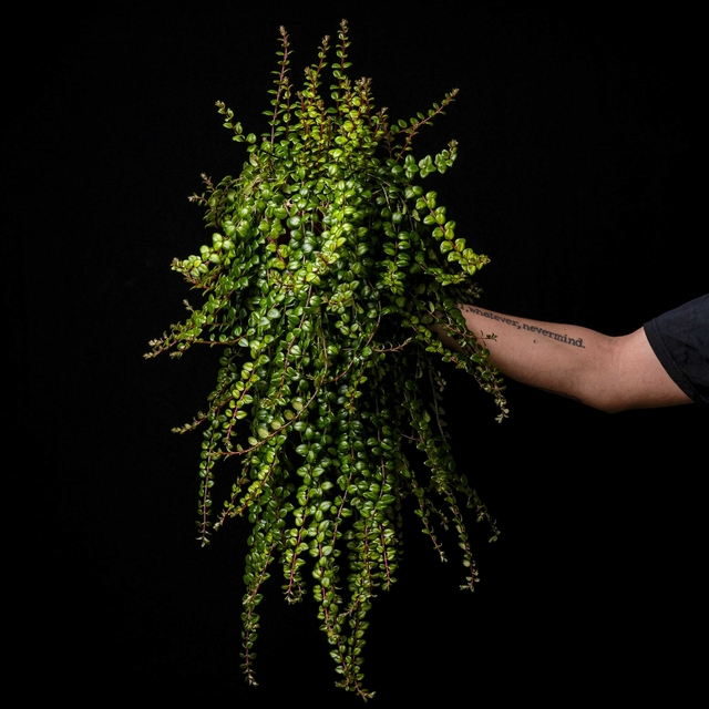 Columnea microphylla 'verde' - Comprar en Plantas Kolog