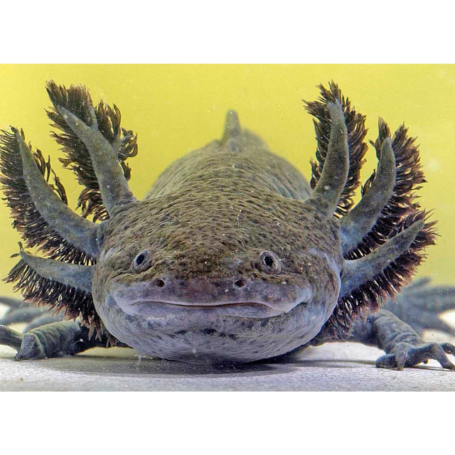 Axolote Negro 13cm - Comprar en Aqua Bahia