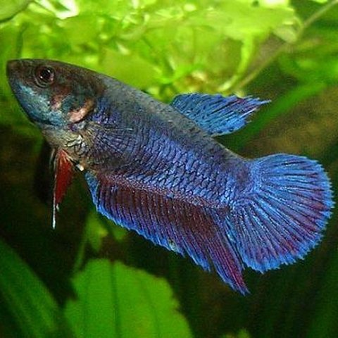 Betta hembra - Comprar en Aqua Bahia