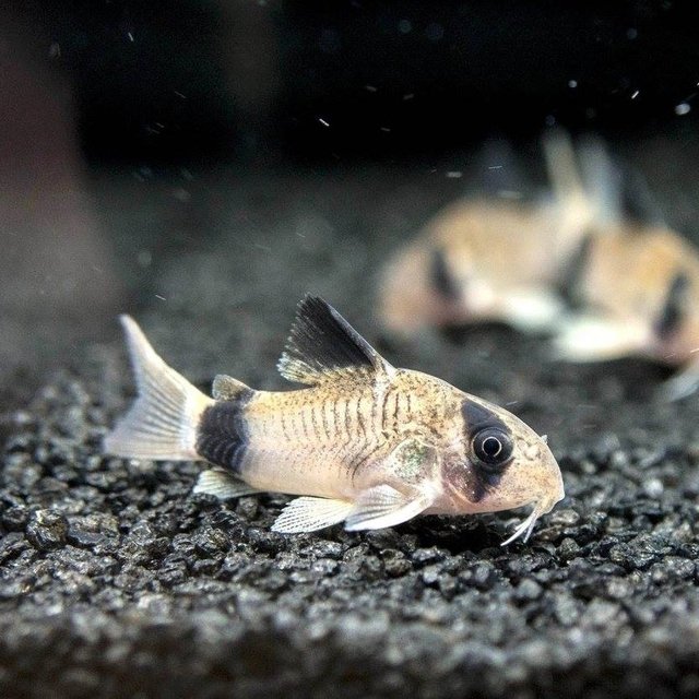 Corydora panda - Comprar en Aqua Bahia