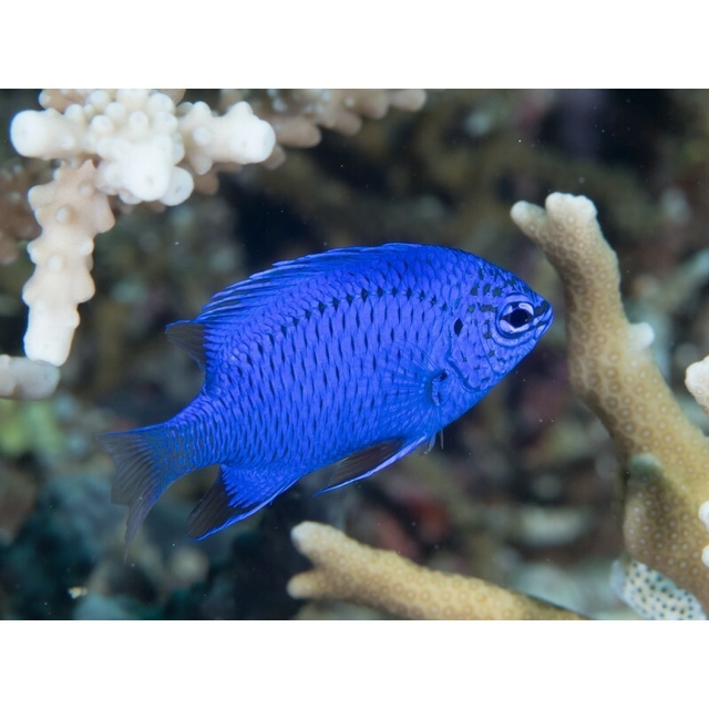 Damisela azul Chrysiptera Springeri - Aqua Bahia