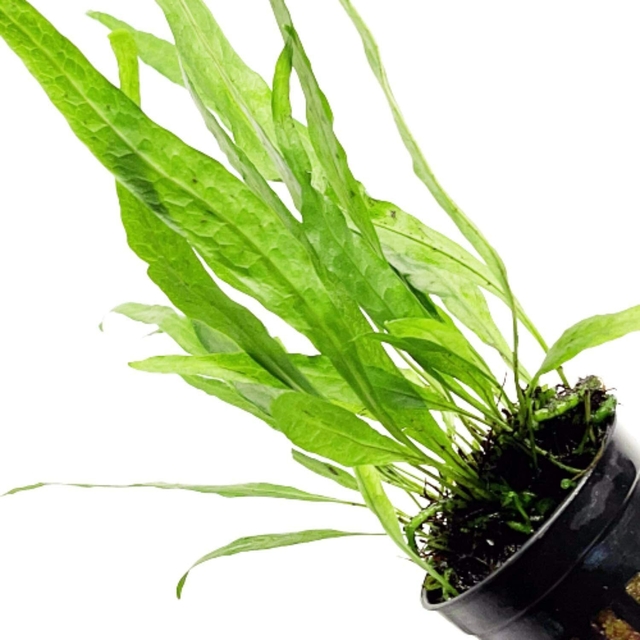 Helecho narrow - Comprar en Aqua Bahia