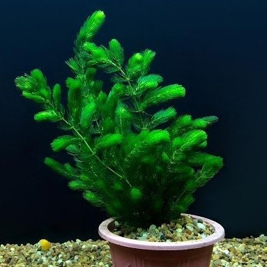 Pinito - Comprar en Aqua Bahia