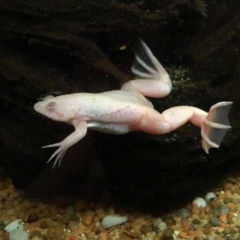 Rana albina - Comprar en Aqua Bahia