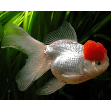 Goldfish red cup - Comprar en Aqua Bahia