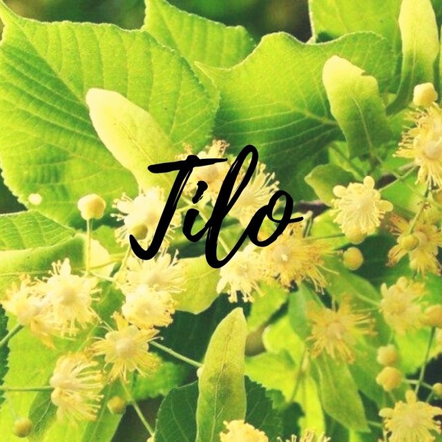 Aceite Esencial - Tilo - 10cc