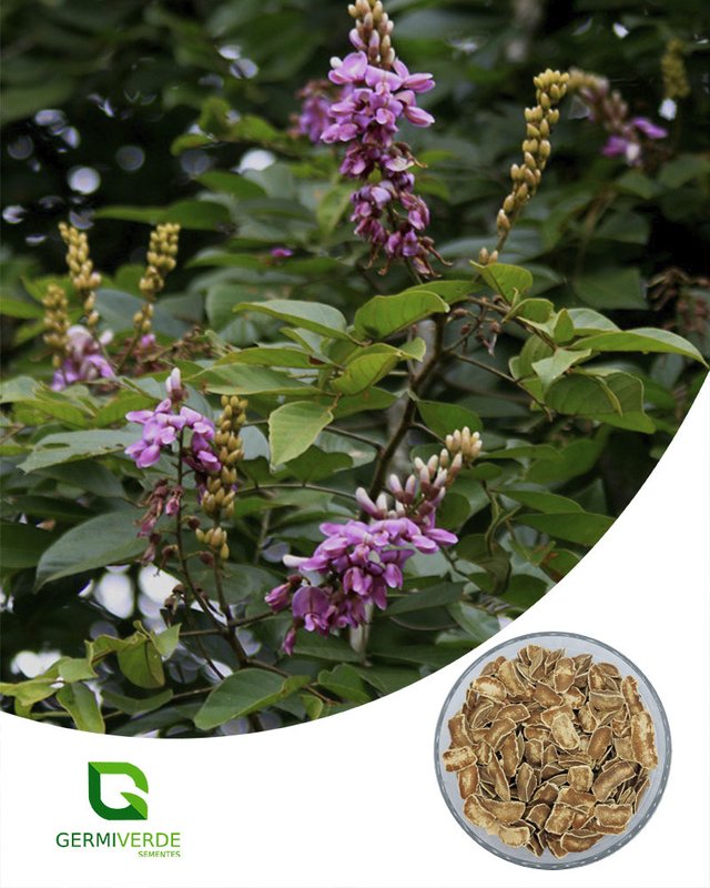 Embira de Sapo - Lonchocarpus cultratus (50g)