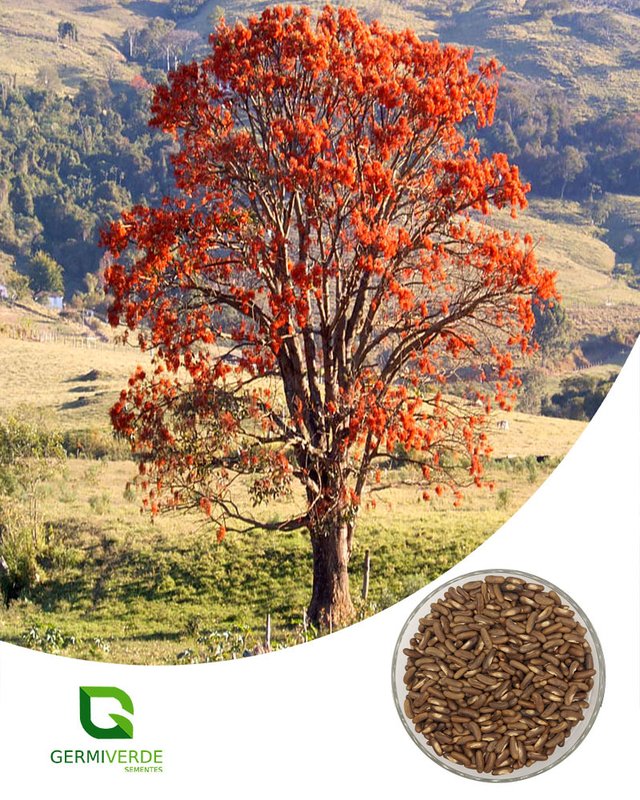 Mulungu Coral - Erythrina mulungu (50g)