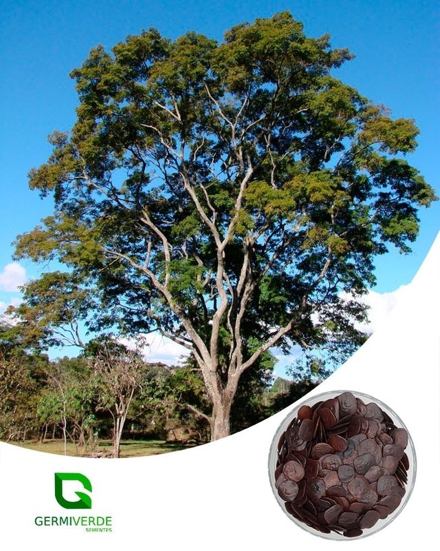 Angico Branco (50g) - Comprar em Germiverde Sementes