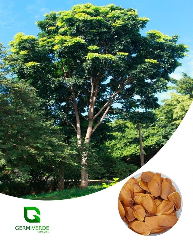 Mogno Brasileiro - Swietenia macrophylla (50g)