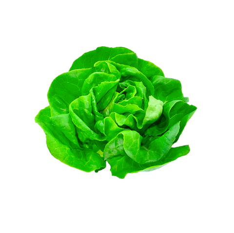 Lechuga Criolla por kilo.