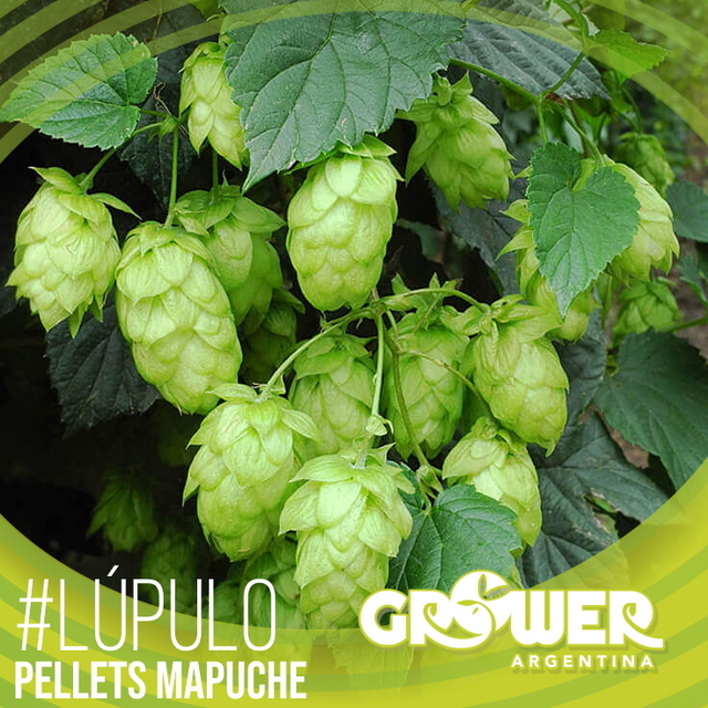 Comprar Lúpulo en Grower Argentina | Filtrado por Más Vendidos