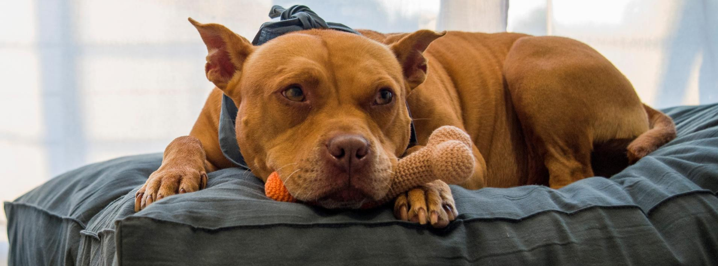 Tienda Online de Woof