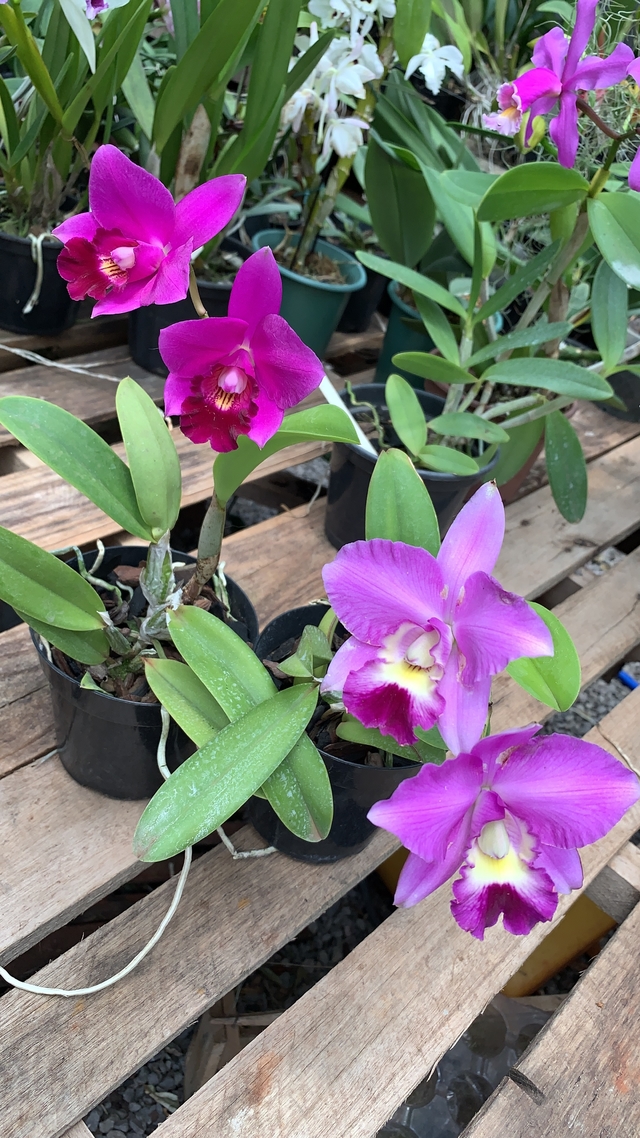 Laelia anceps x cattleya aloha case