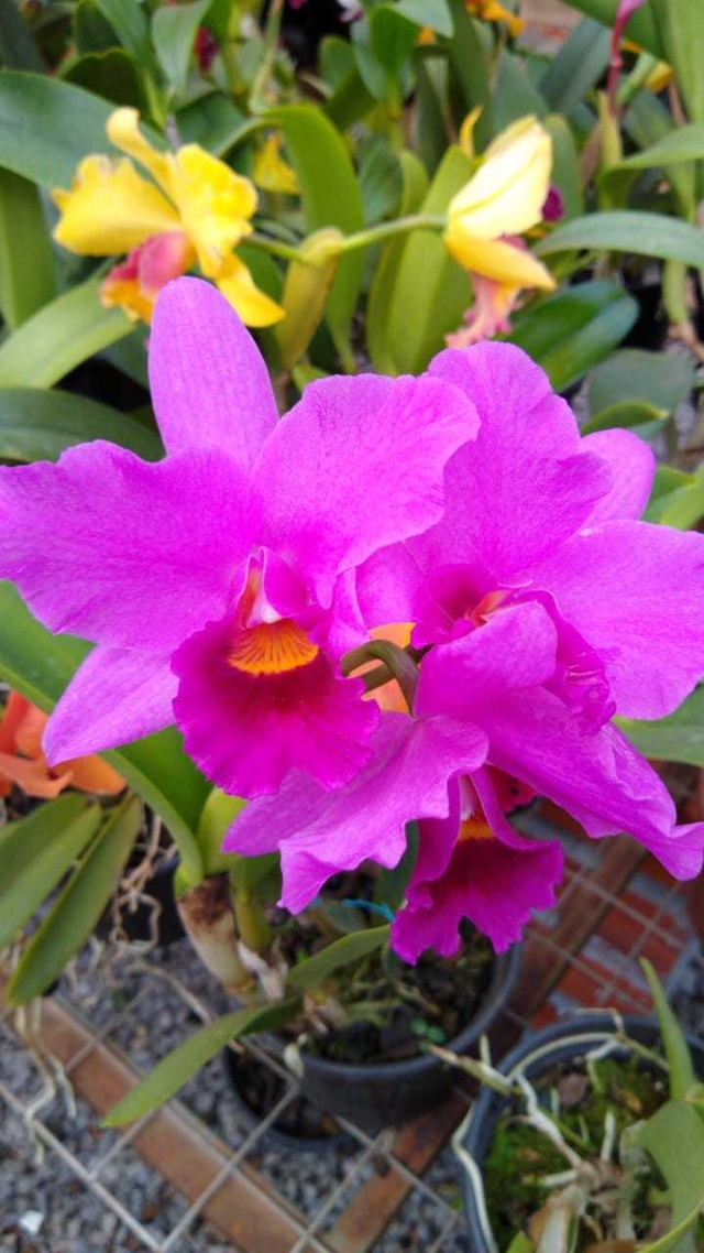 Cattleya Molly Tyler,(ADULTA)