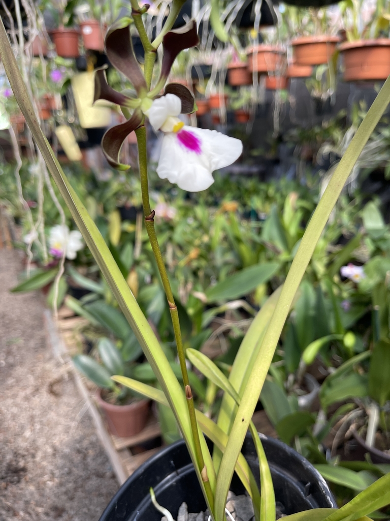 encyclia cordigera (Adultas )