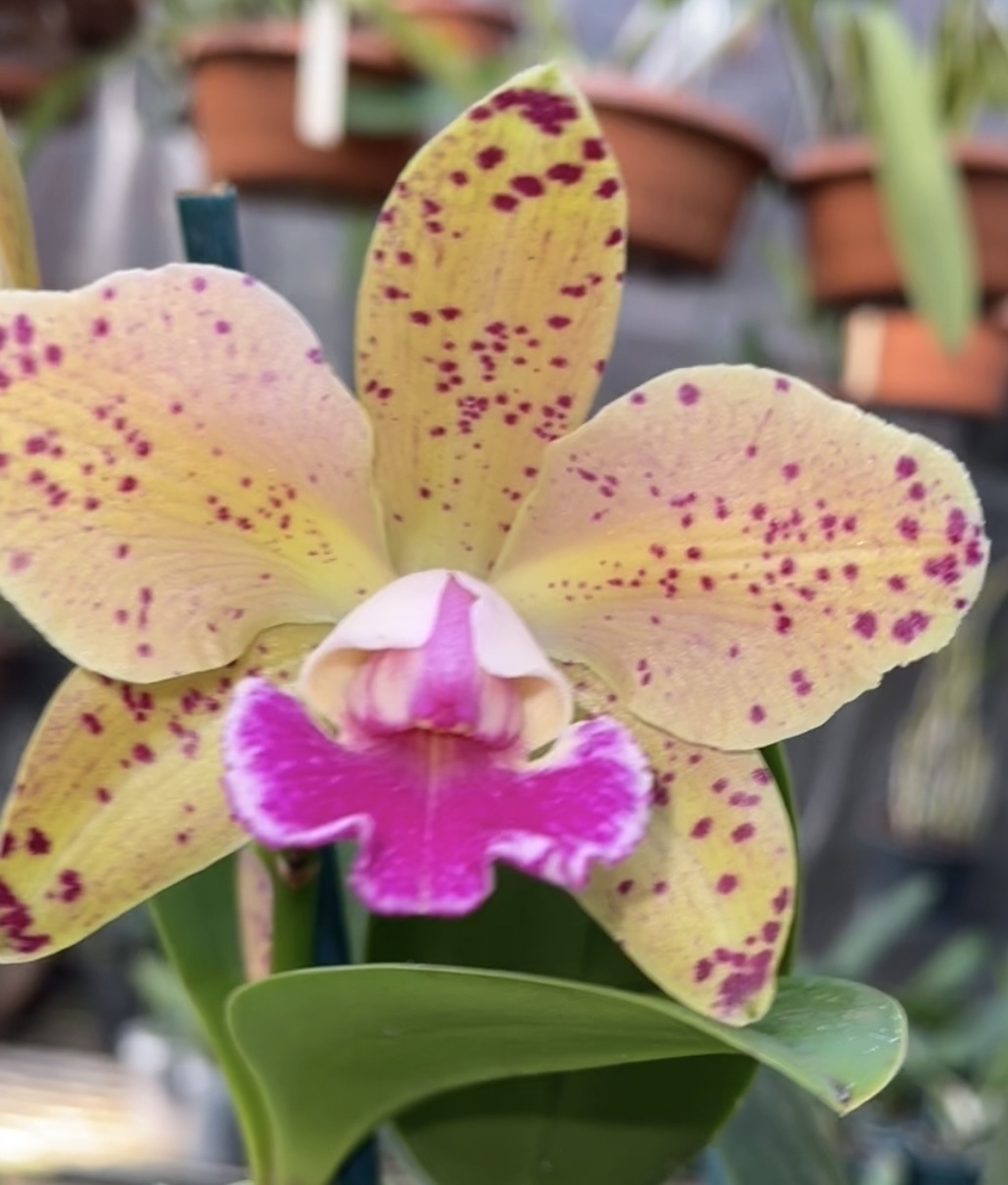 cattleya Durigan - Comprar em Orquidário Flor de Seda