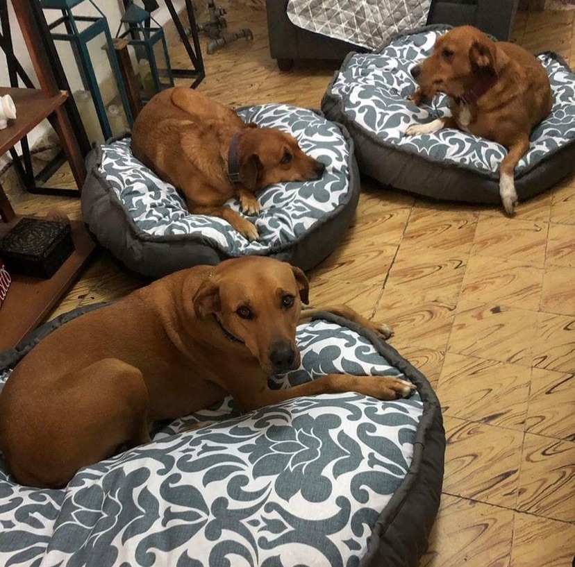 Cama para perro puff circular