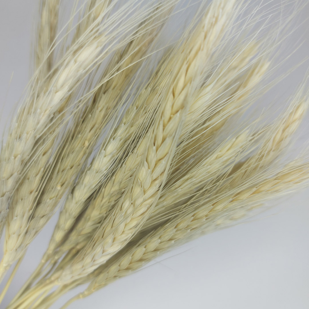Ramo de Trigo Seco