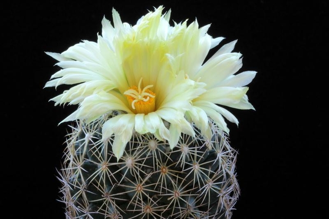 Coryphantha retusa - Comprar en Suculentas Dzityá