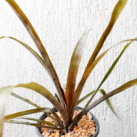 Aechmea mexicana - Comprar en Suculentas Dzityá