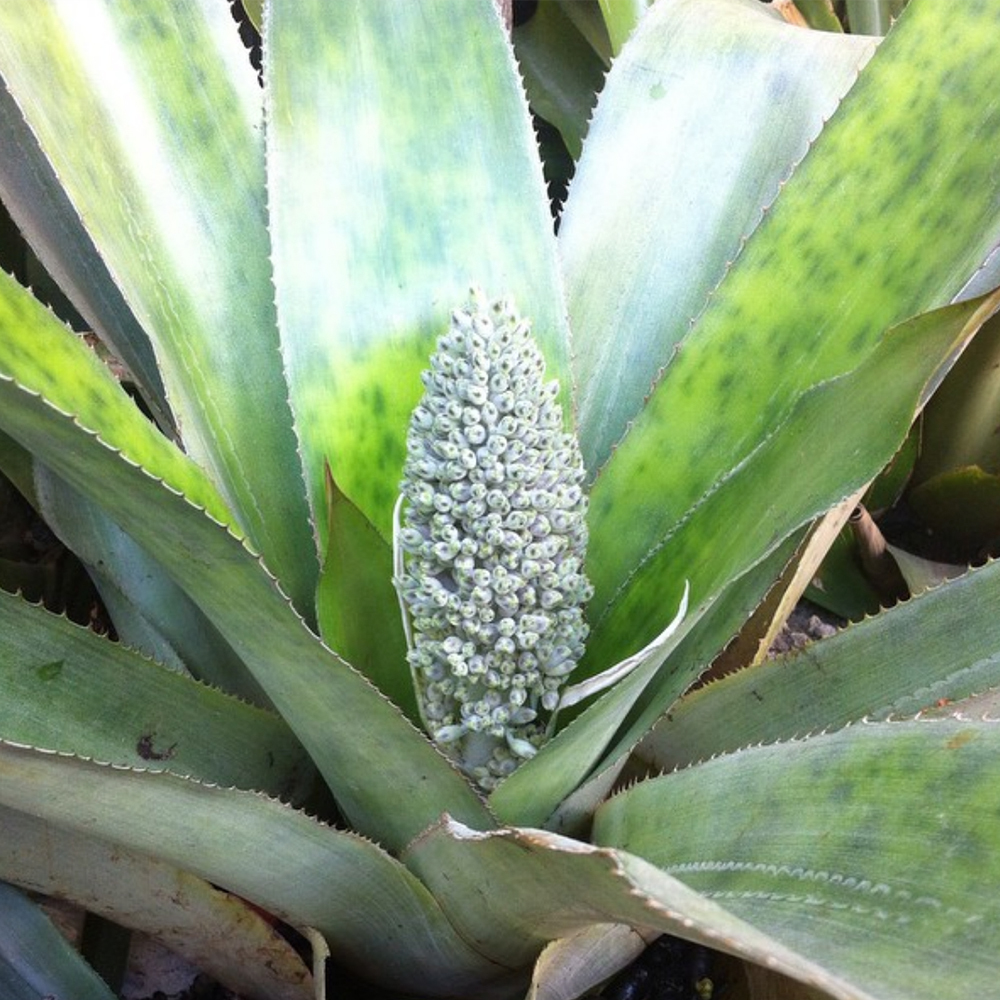 Aechmea mexicana - Comprar en Suculentas Dzityá