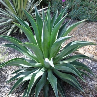 Agave datylio - Comprar en Suculentas Dzityá