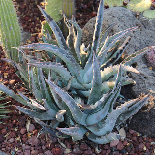 Agave guiengola - Comprar en Suculentas Dzityá