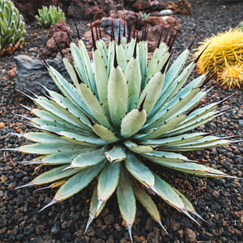 Agave cocuy - Comprar en Suculentas Dzityá