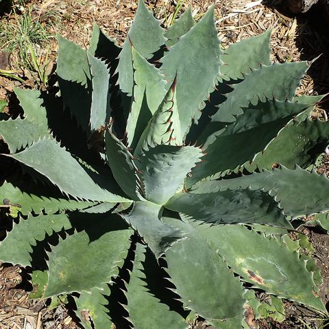 Agave datylio - Comprar en Suculentas Dzityá
