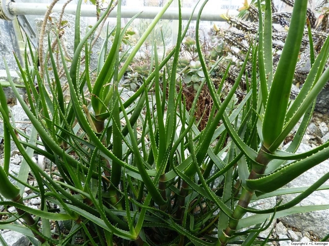 Aloe alfredii - Comprar en Suculentas Dzityá