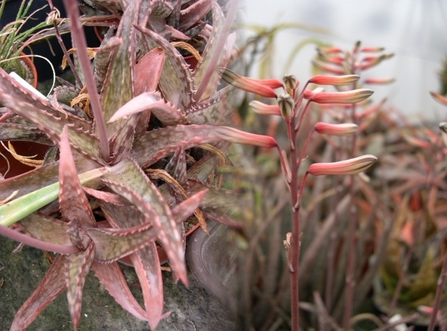 Aloe fragilis - Comprar en Suculentas Dzityá