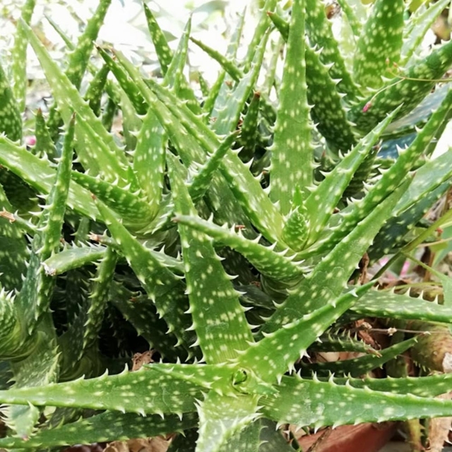 Aloe 'Minnie Belle' - Comprar en Suculentas Dzityá