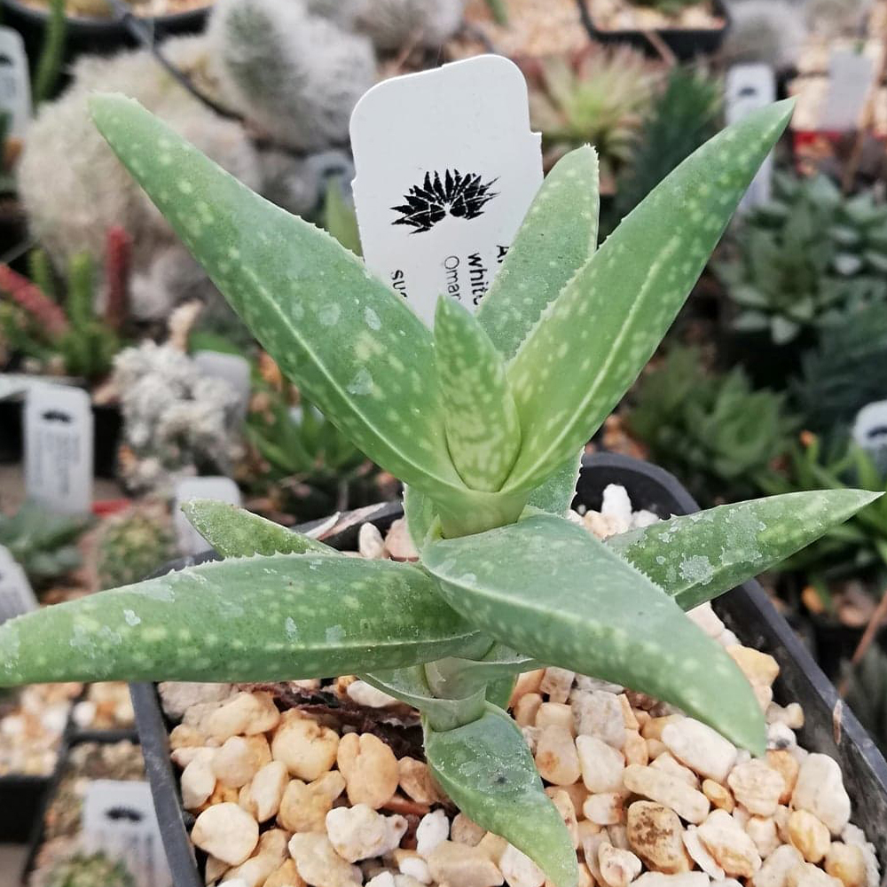 Aloe whitcombei - Comprar en Suculentas Dzityá