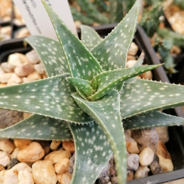 Comprar Aloes en Suculentas Dzityá