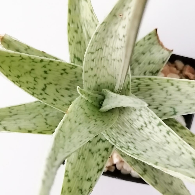 Comprar Aloes en Suculentas Dzityá