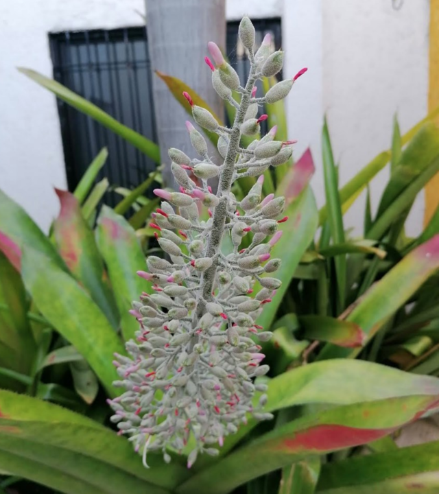 Aechmea mexicana - Comprar en Suculentas Dzityá