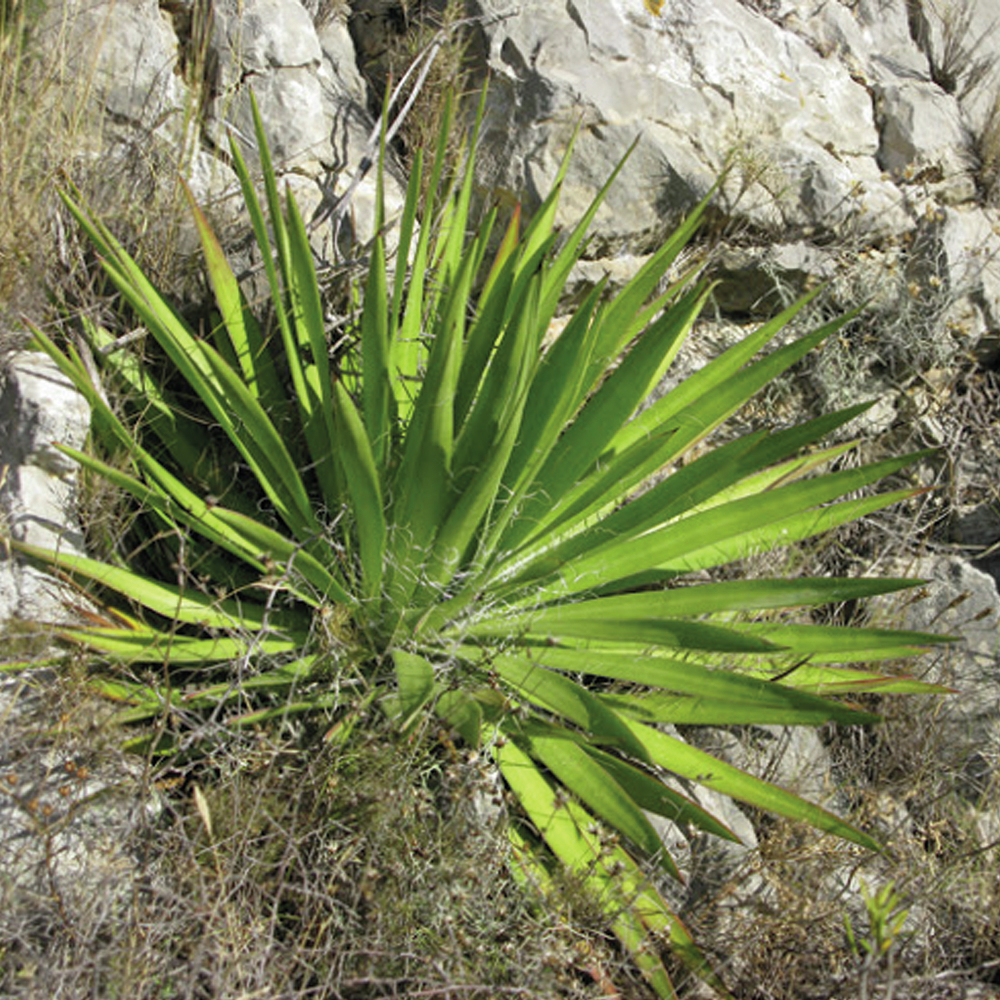 Agave Colimana Comprar En Suculentas Dzityá