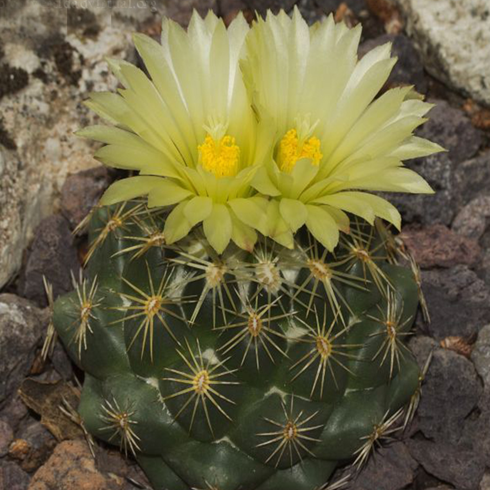 Coryphantha retusa - Comprar en Suculentas Dzityá
