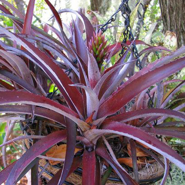 Cryptbergia 'Red Burst' - Comprar en Suculentas Dzityá