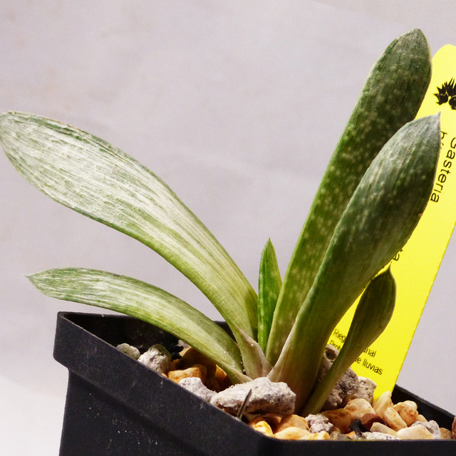 Comprar Gasterias en Suculentas Dzityá