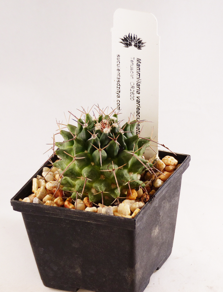 Mammillaria variaculeata - Suculentas Dzityá